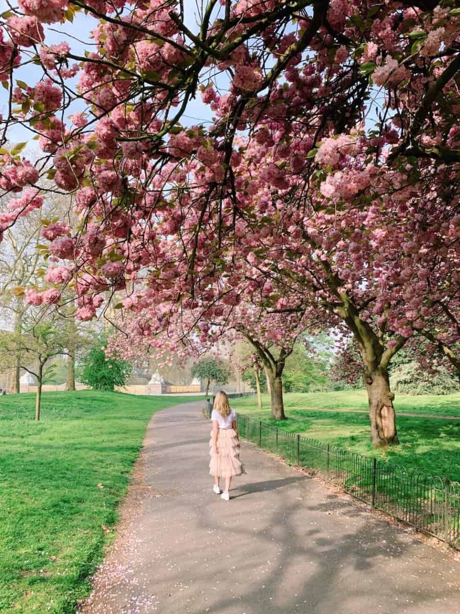 Best London Cherry Blossom Spots: Where & When to See the Blooms ...