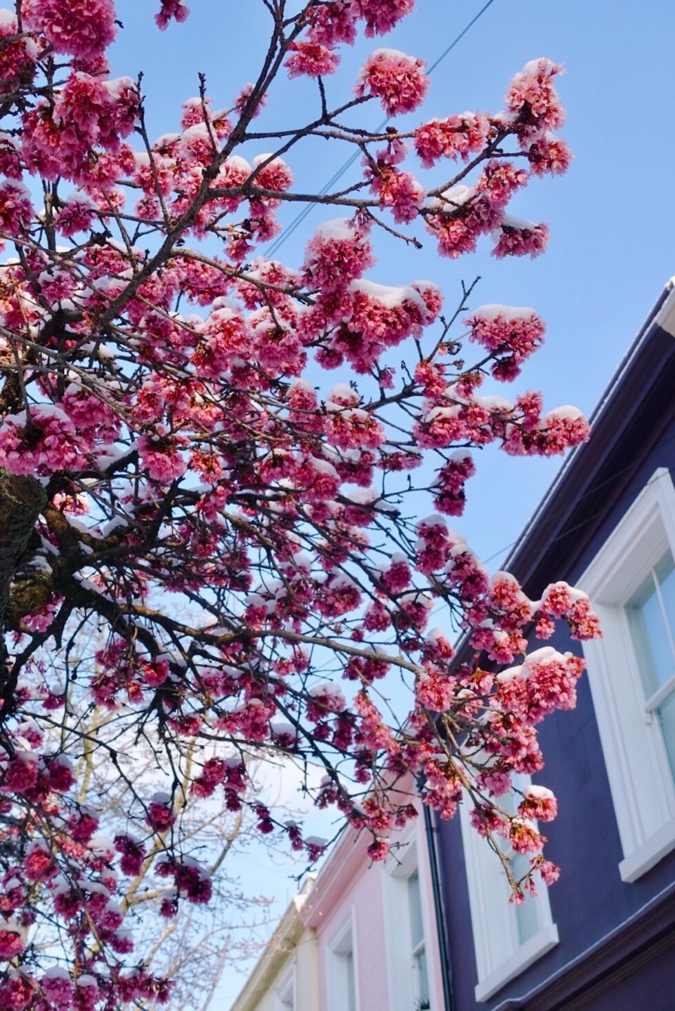Best London Cherry Blossom Spots: Where & When to See the Blooms ...