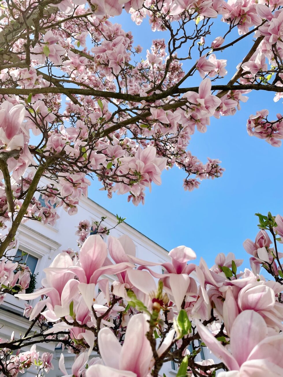 Magnolia in London 2026: Most Beautiful Streets & Instagrammable Spots ...