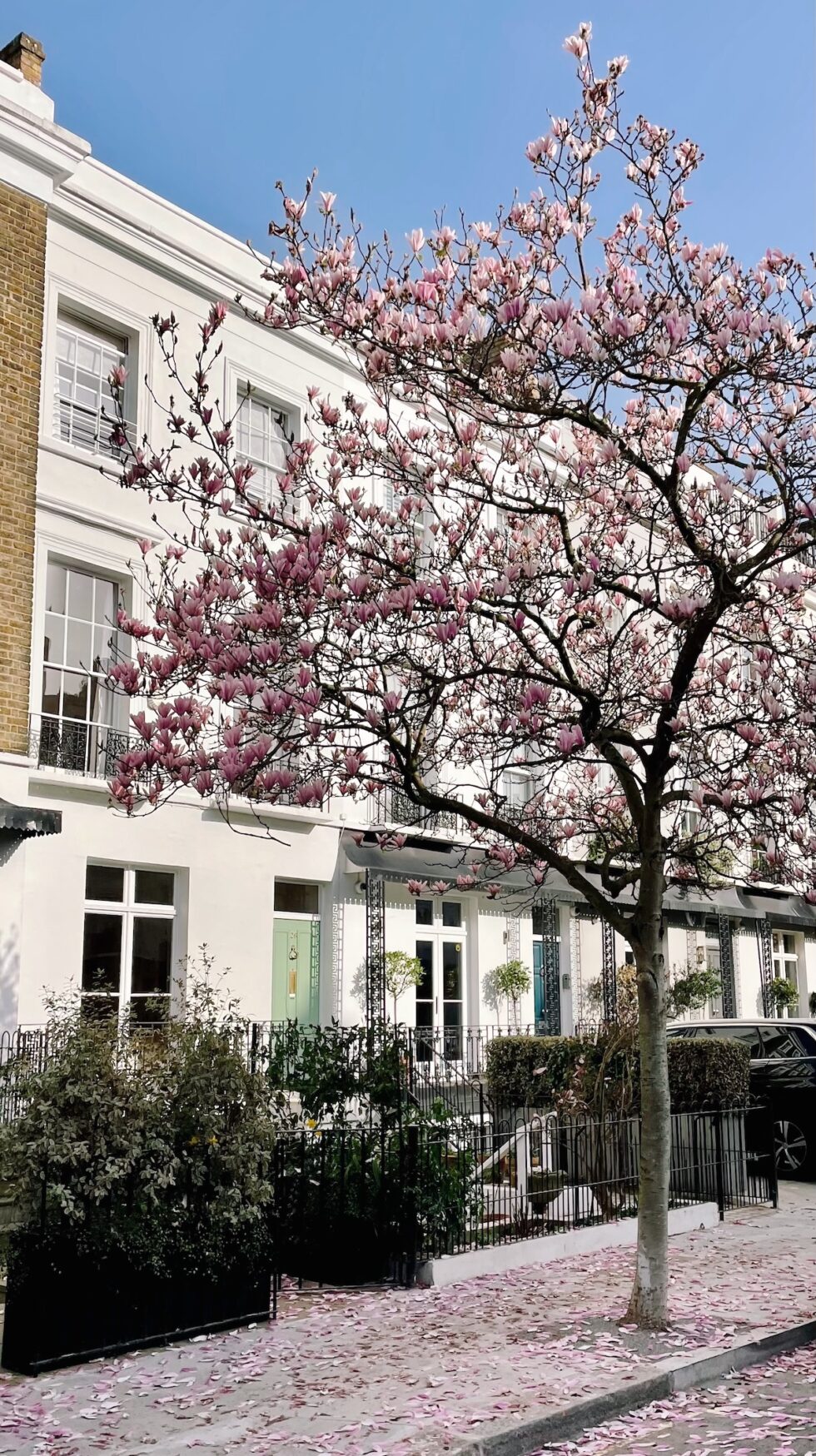 Magnolia in London 2026: Most Beautiful Streets & Instagrammable Spots ...