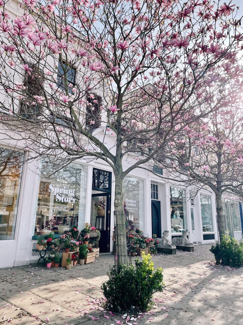 Magnolia in London 2026: Most Beautiful Streets & Instagrammable Spots ...