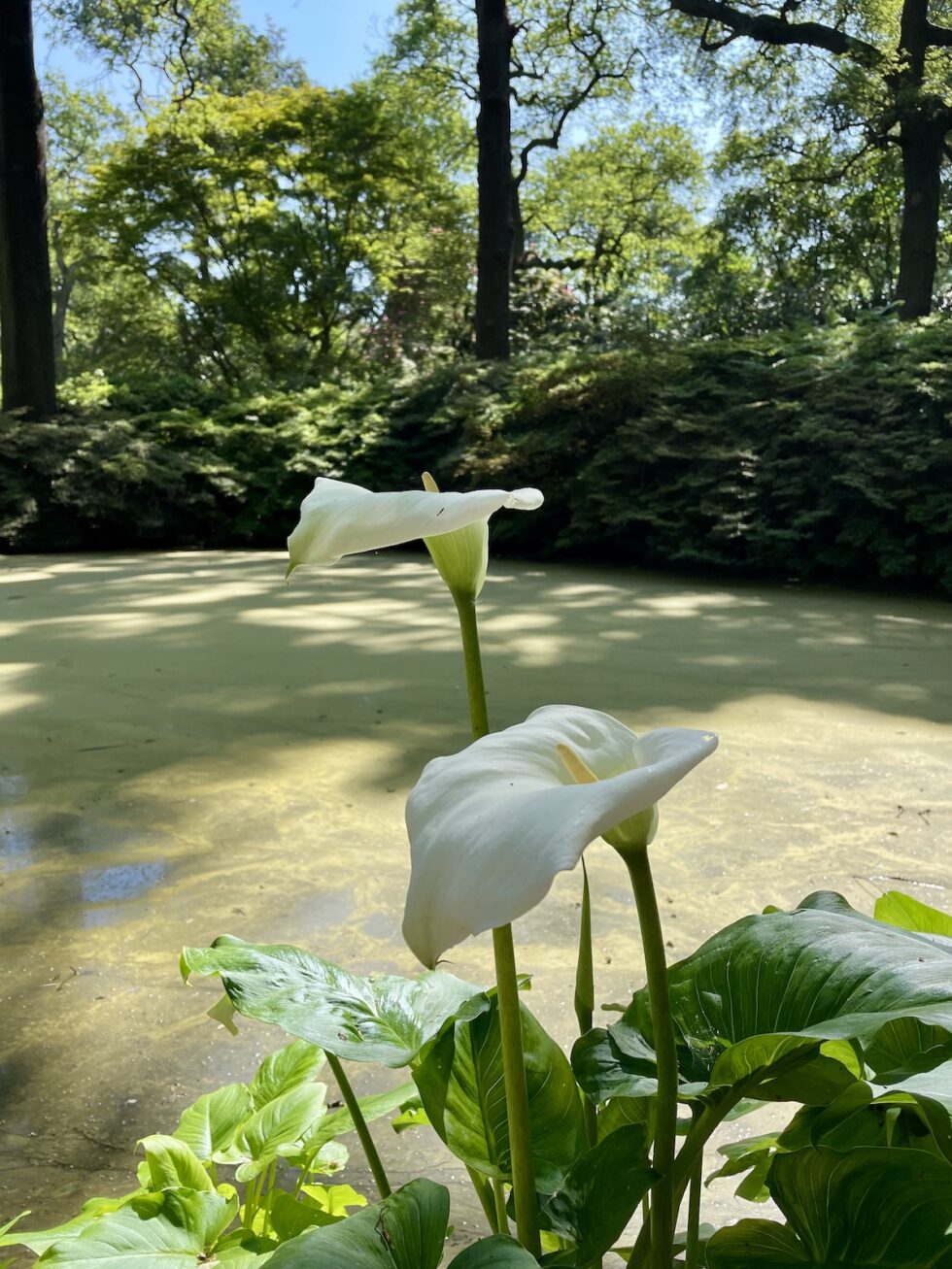 Isabella Plantation Richmond Park: Best Time to Visit, Flowers in Bloom ...