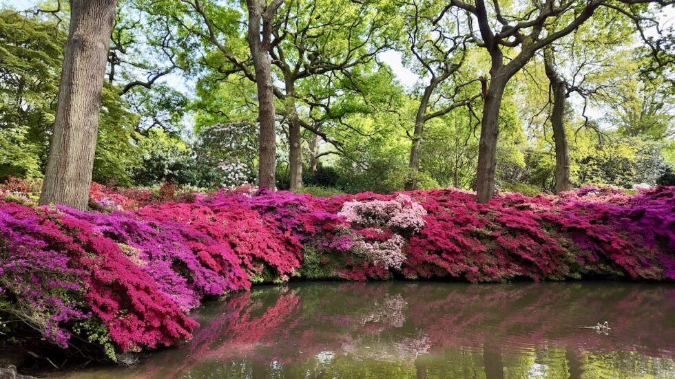 Isabella Plantation Richmond Park: Best Time to Visit, Flowers in Bloom ...