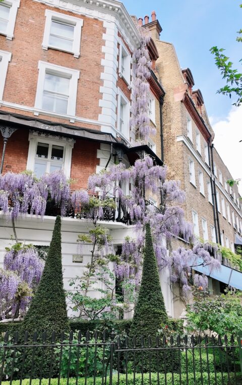 Wisteria Hysteria - Most Instagrammable Places in London | Claire & The ...