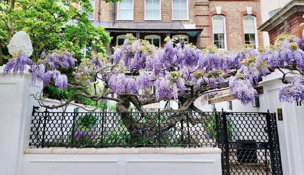 Wisteria Hysteria - Most Instagrammable Places in London | Claire & The ...